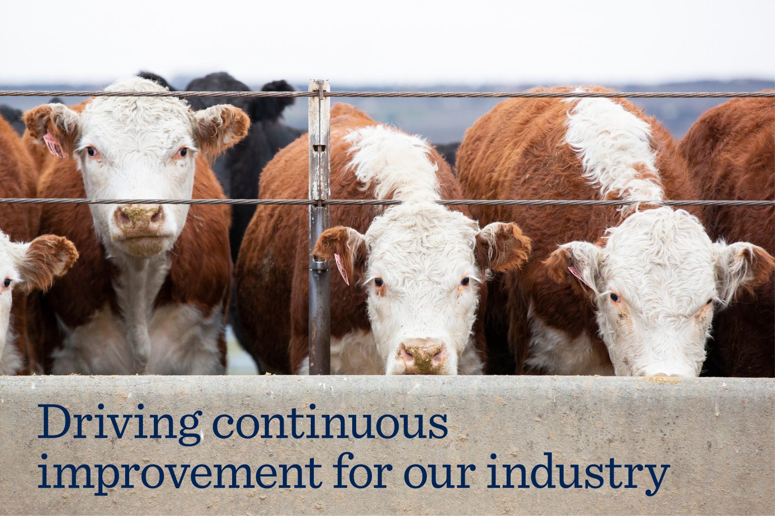 Beef Inspection Modernization Project | Tyson Foods