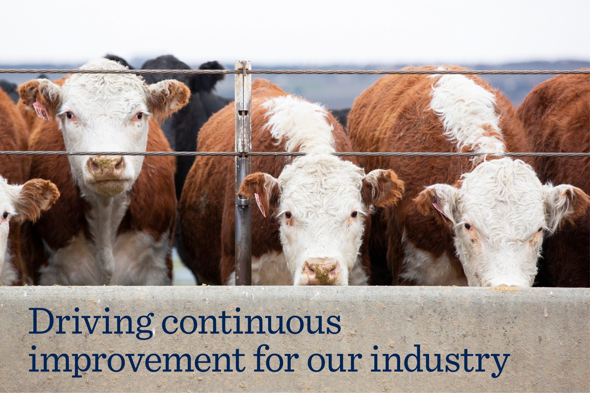 Beef Inspection Modernization Project | Tyson Foods